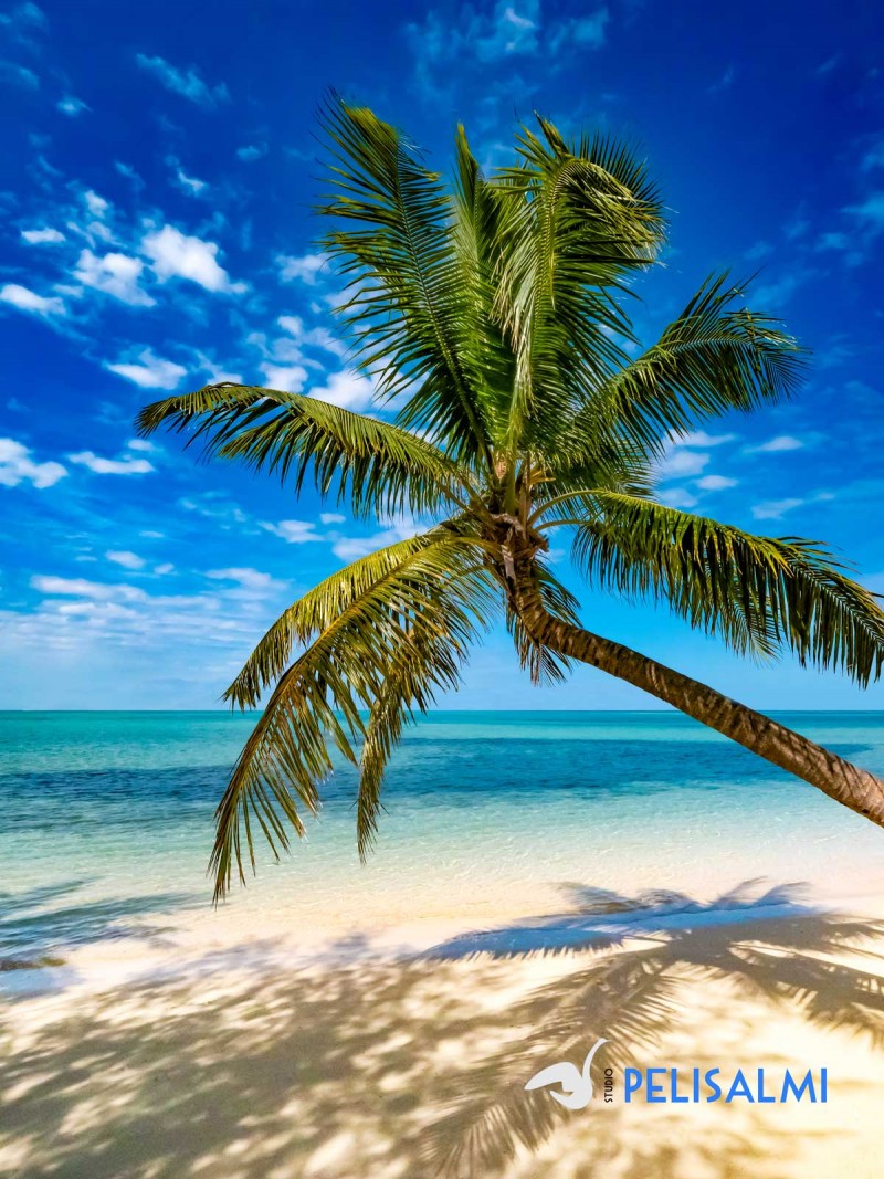 Kuvituskuva, Palmu rannalla, Fiji – Studio Pelisalmi